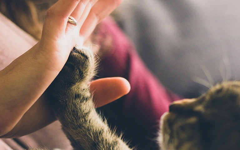 Faith Stories: Communion with a Cat – St. John’s UMC